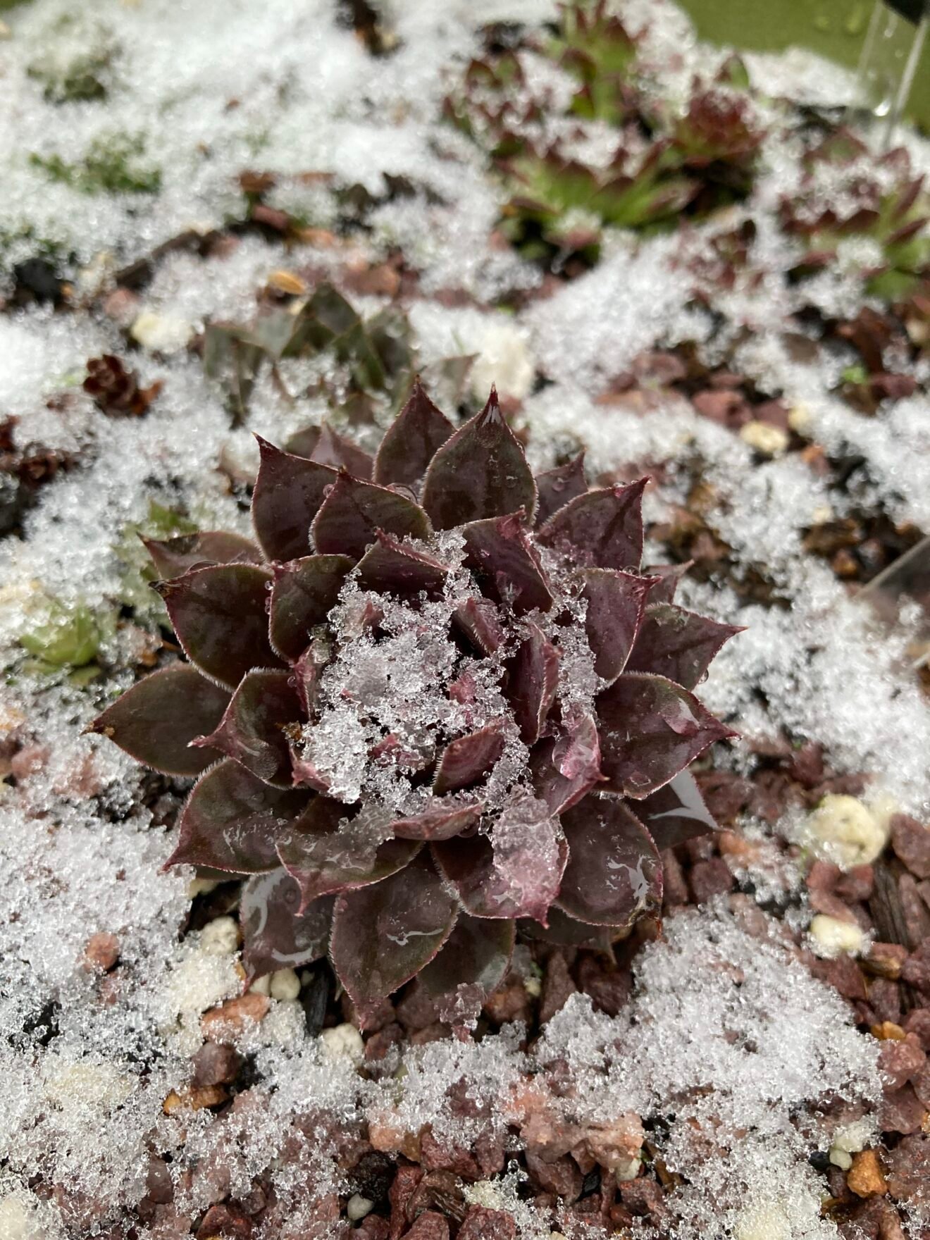 Welcome to PNW Perennials – Unique Plants For Your Garden – PNW Perennials