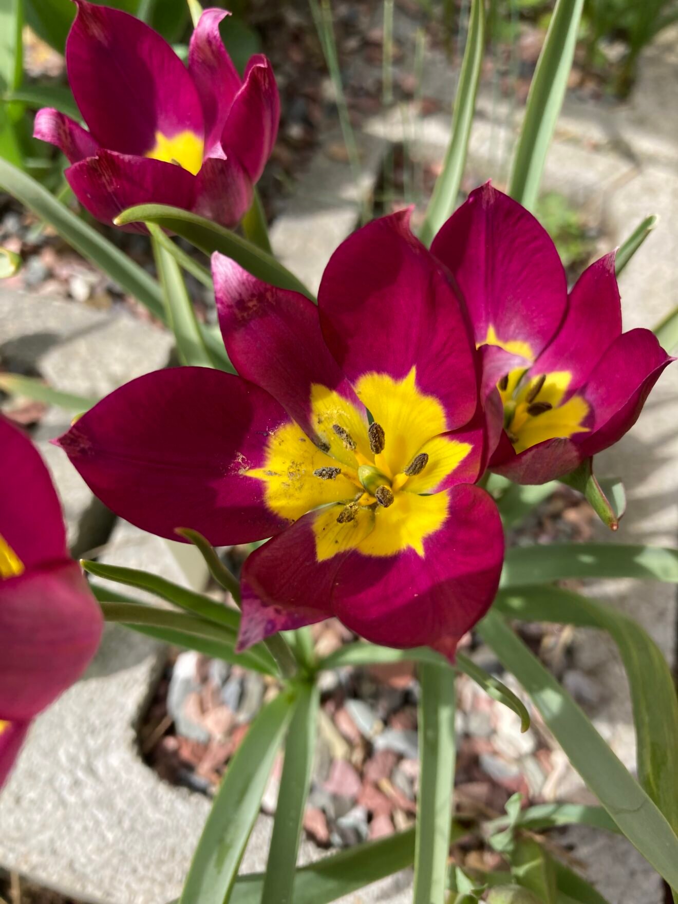 Welcome to PNW Perennials – Unique Plants For Your Garden – PNW Perennials