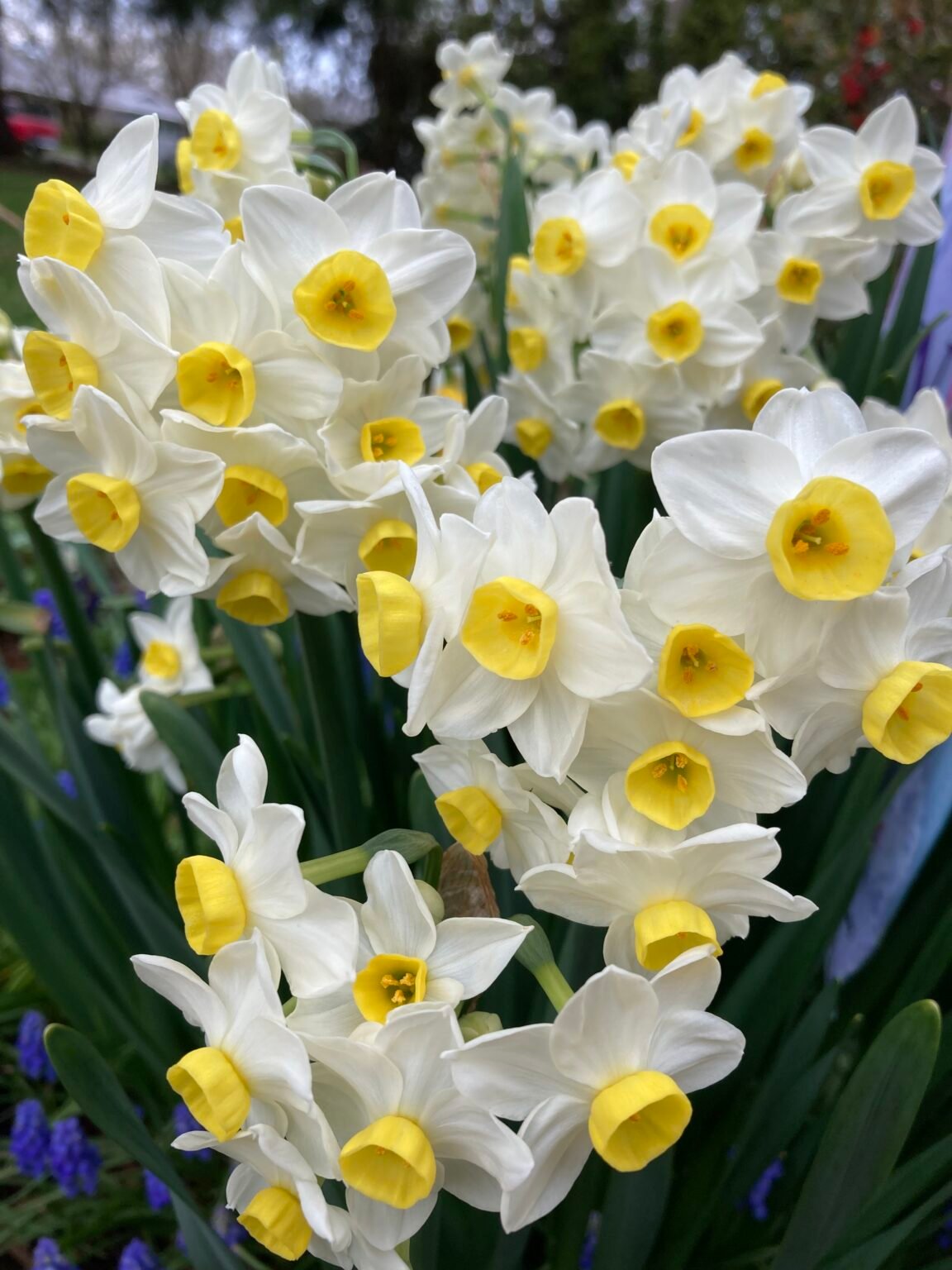 Welcome to PNW Perennials – Unique Plants For Your Garden – PNW Perennials