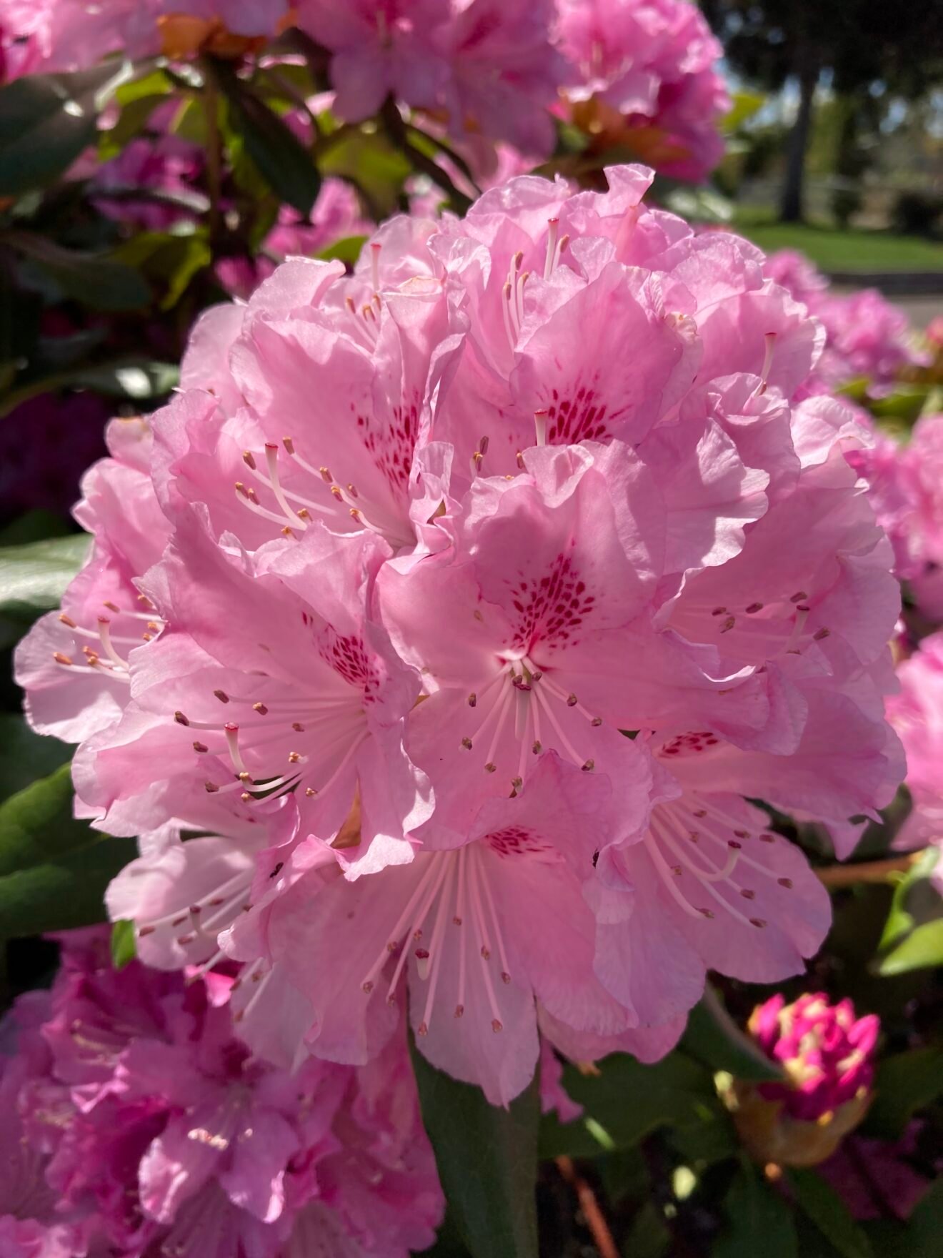 Welcome to PNW Perennials – Unique Plants For Your Garden – PNW Perennials