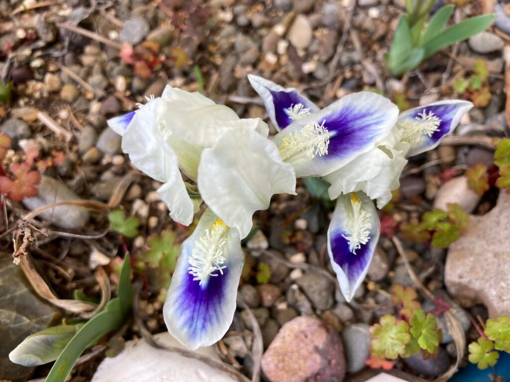 Welcome to PNW Perennials – Unique Plants For Your Garden – PNW Perennials