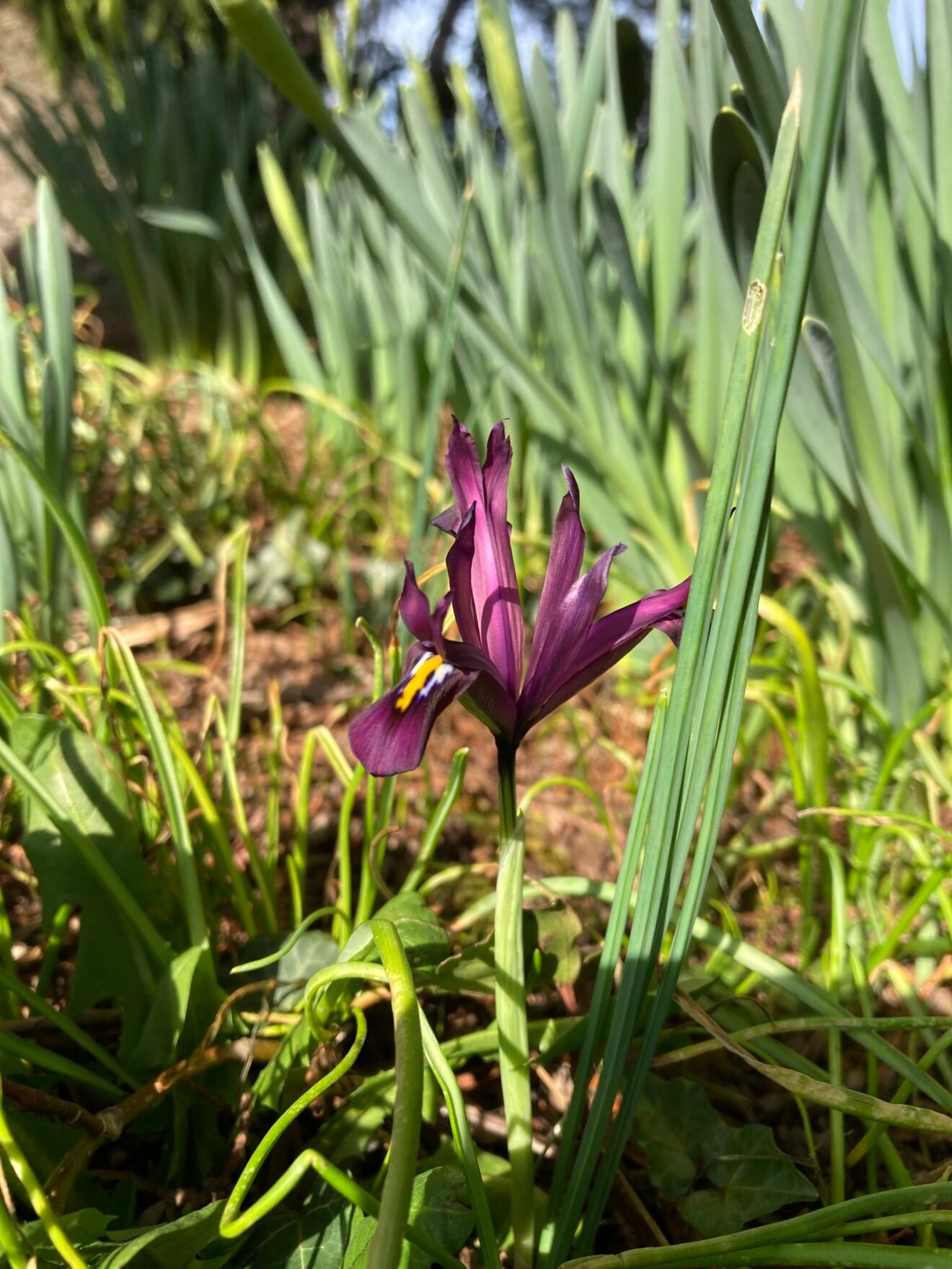 Welcome to PNW Perennials – Unique Plants For Your Garden – PNW Perennials
