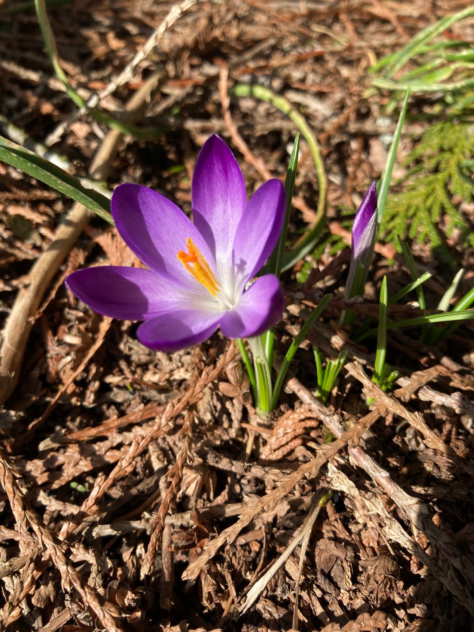 Welcome to PNW Perennials – Unique Plants For Your Garden – PNW Perennials