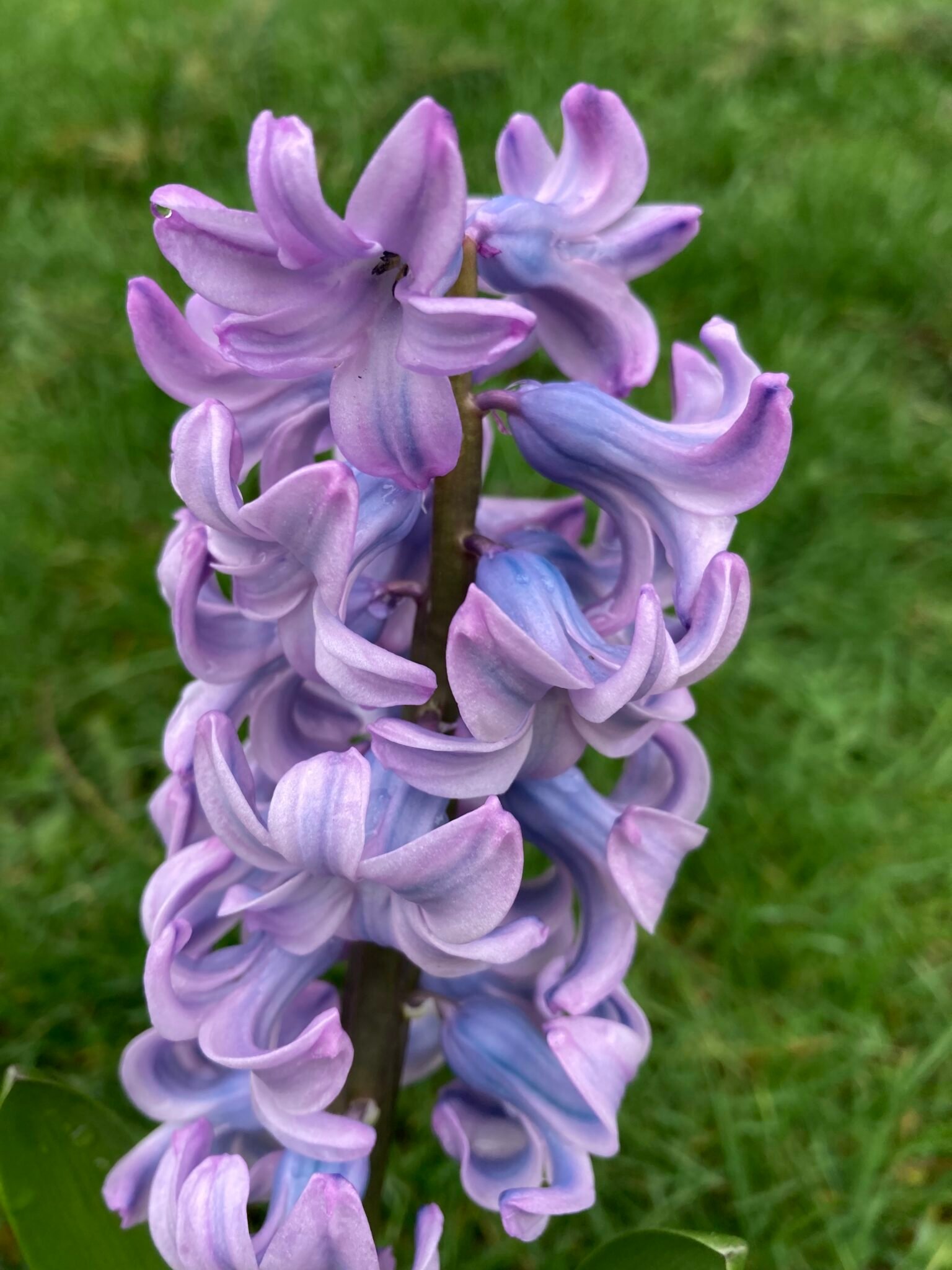 Welcome to PNW Perennials – Unique Plants For Your Garden – PNW Perennials