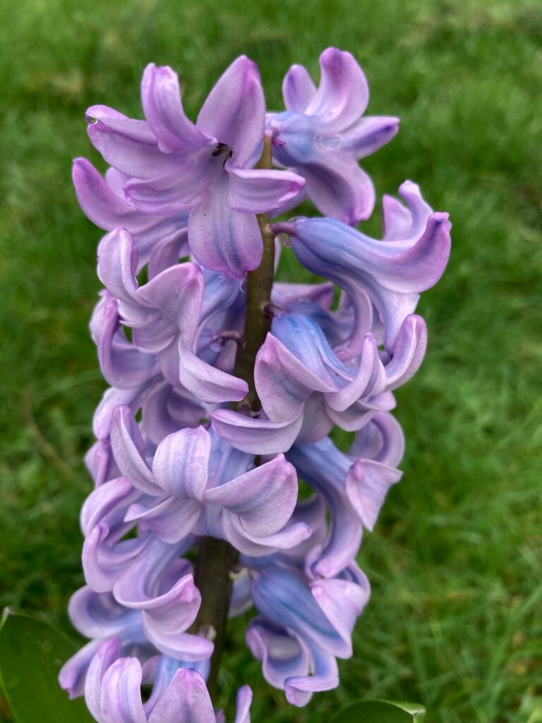 Welcome to PNW Perennials – Unique Plants For Your Garden – PNW Perennials