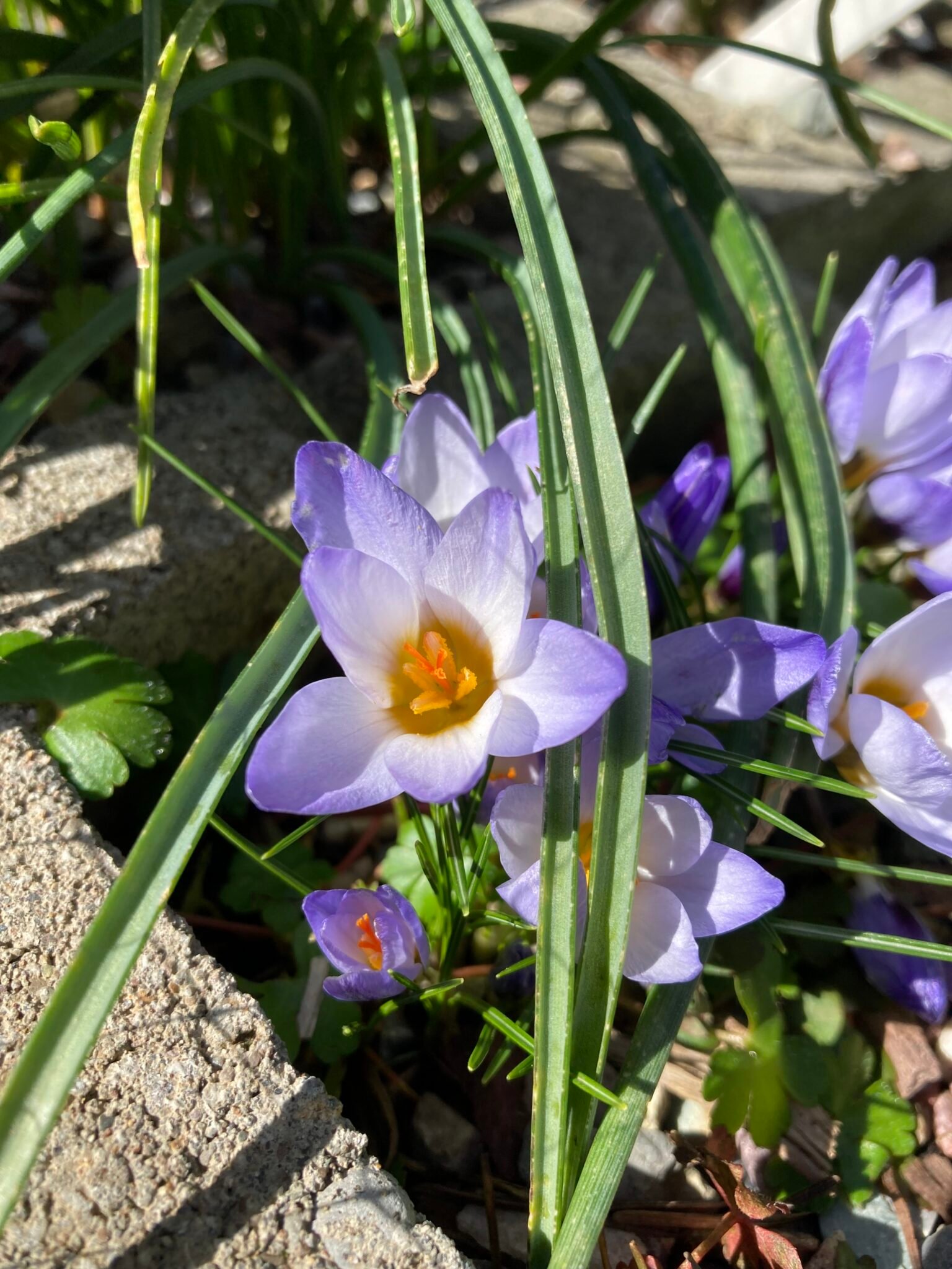 Welcome to PNW Perennials – Unique Plants For Your Garden – PNW Perennials