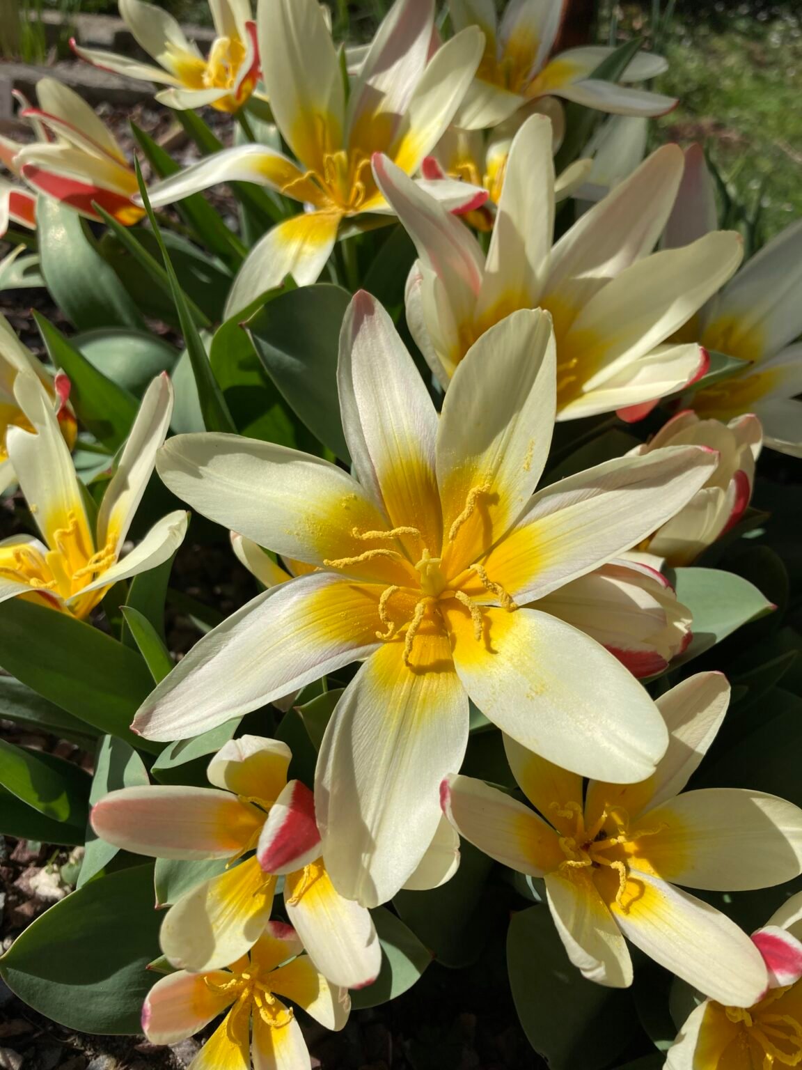 Welcome to PNW Perennials – Unique Plants For Your Garden – PNW Perennials