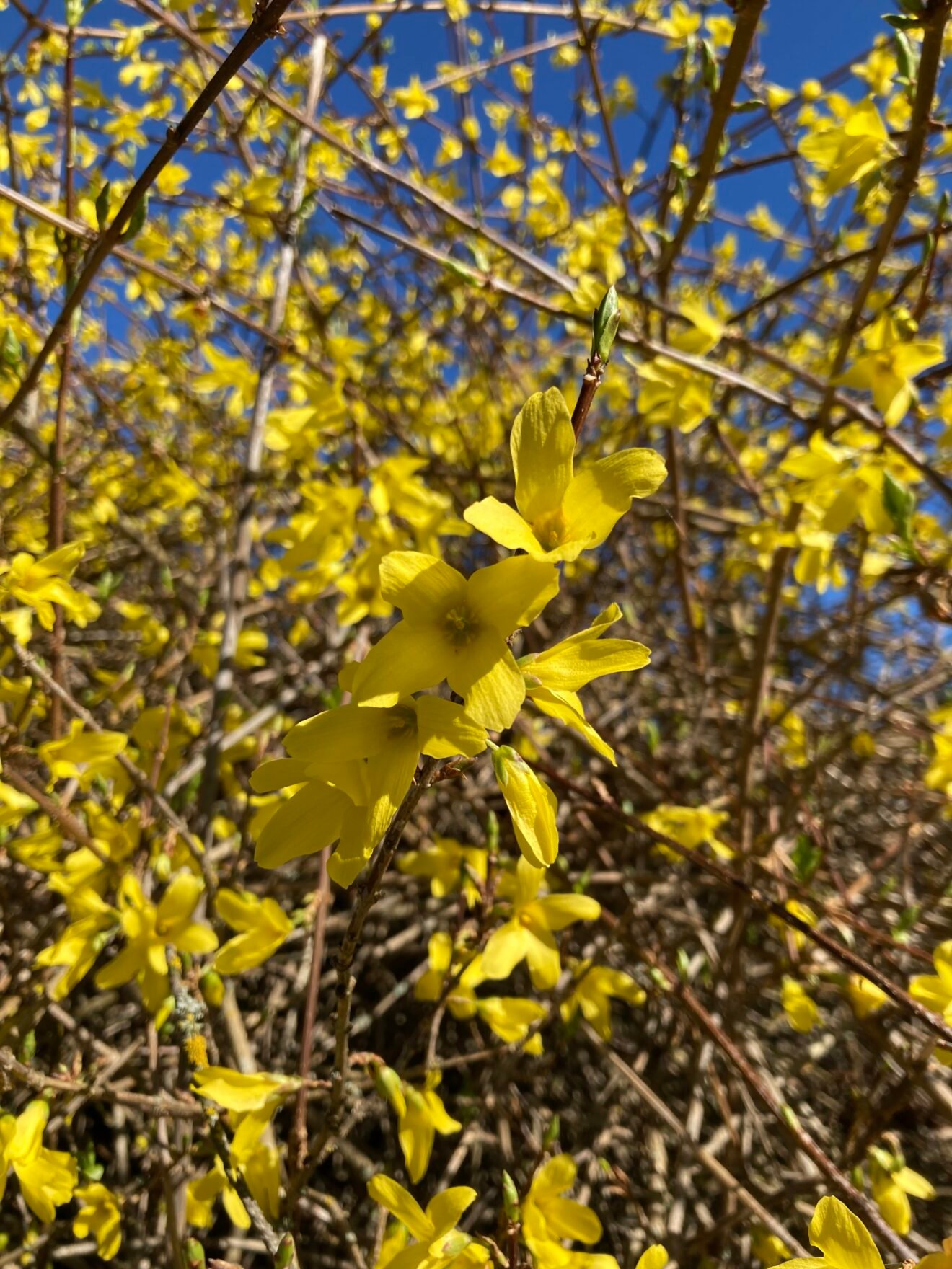 Welcome to PNW Perennials – Unique Plants For Your Garden – PNW Perennials