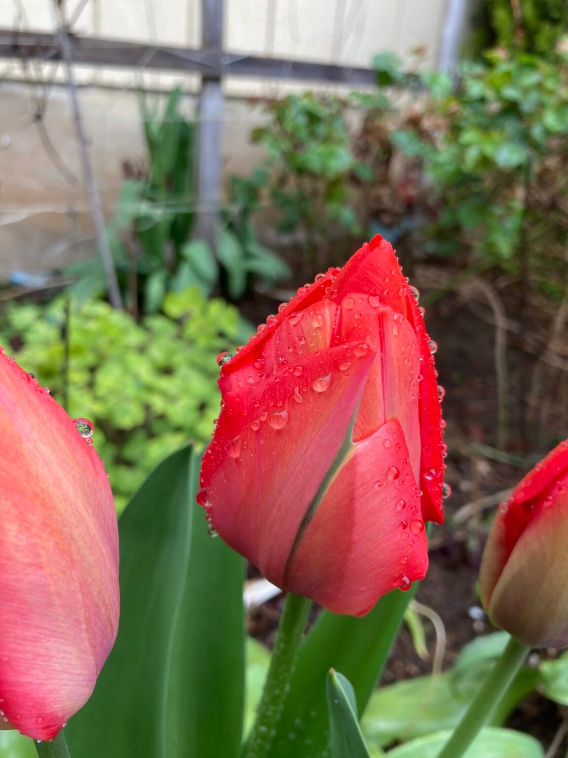 Welcome to PNW Perennials – Unique Plants For Your Garden – PNW Perennials