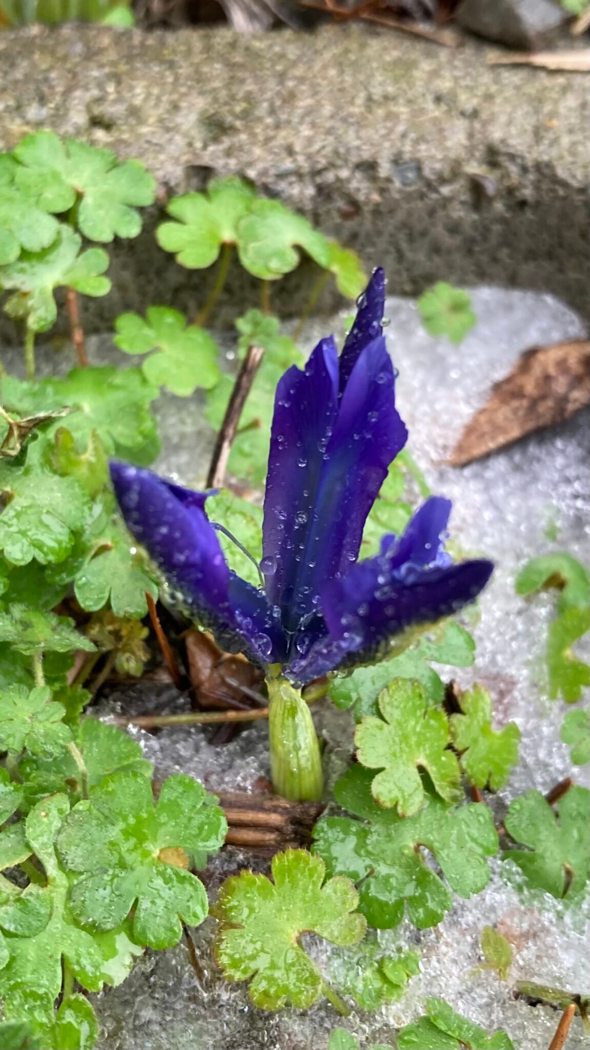 Welcome to PNW Perennials – Unique Plants For Your Garden – PNW Perennials